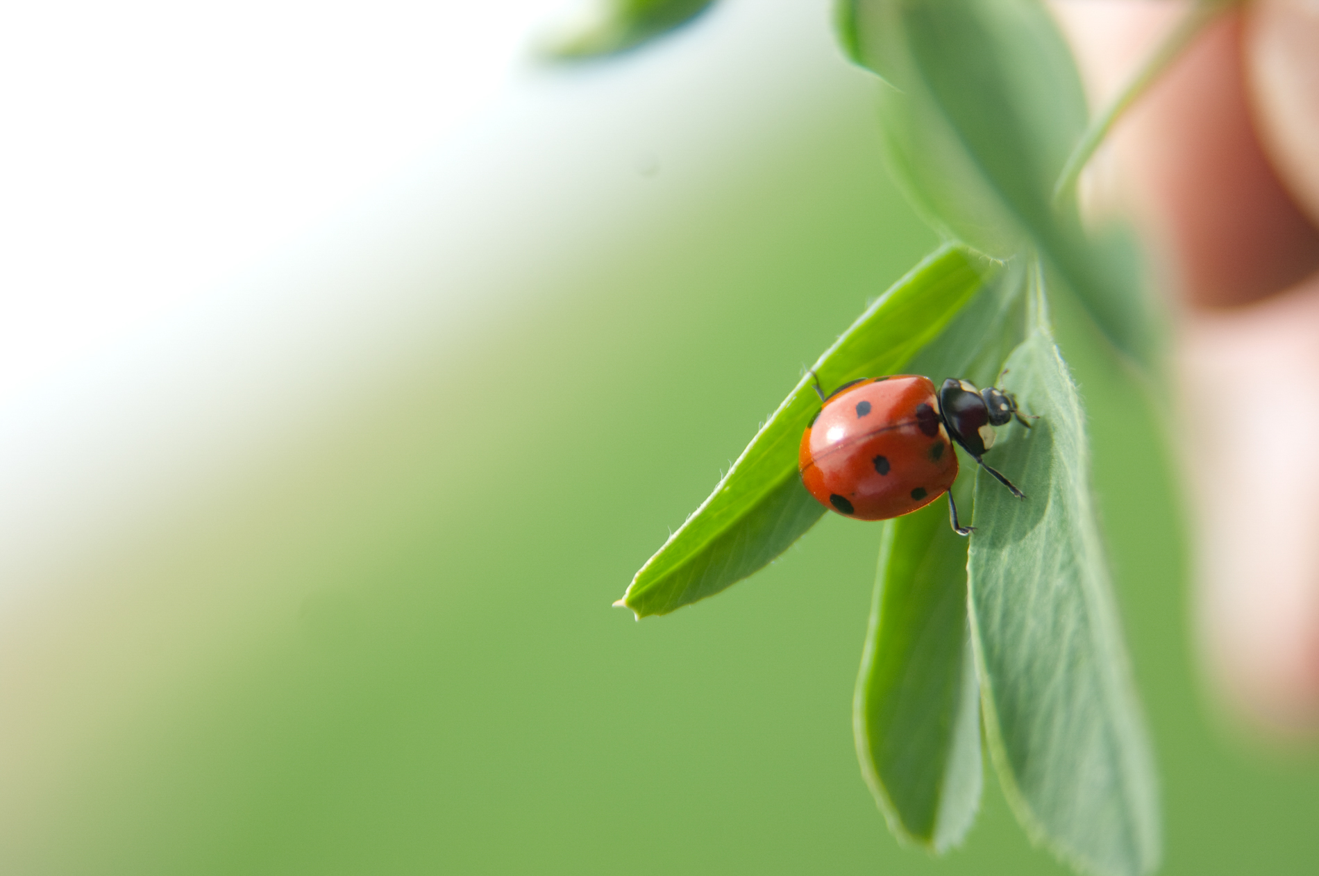 Little Lady Bug | Kim Fetrow Photography
